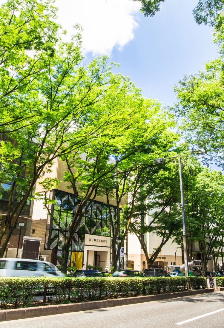Aoyama & Omotesando | The Official Tokyo Travel Guide, GO TOKYO