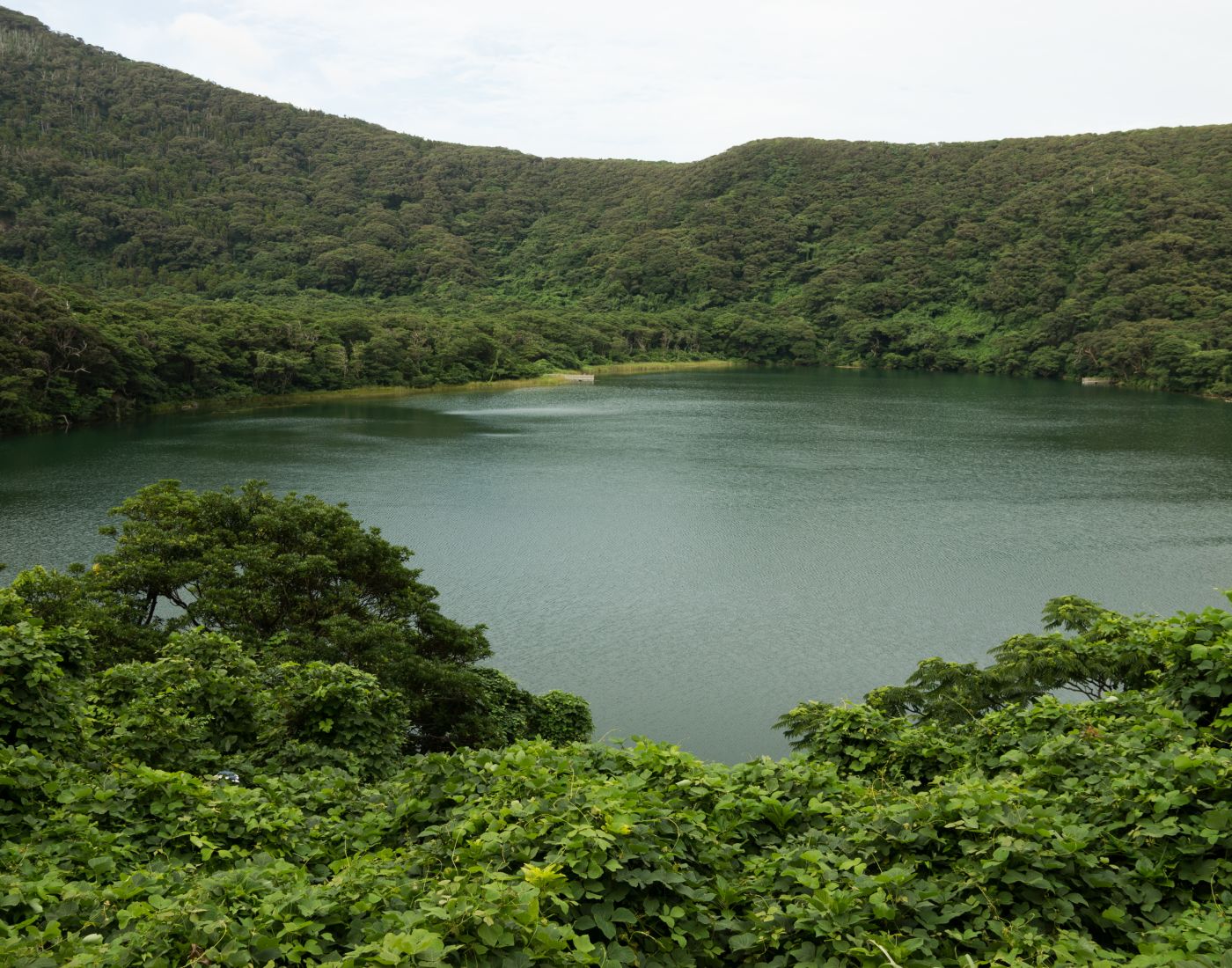 Tairo-ike Pond | The Official Tokyo Travel Guide, GO TOKYO