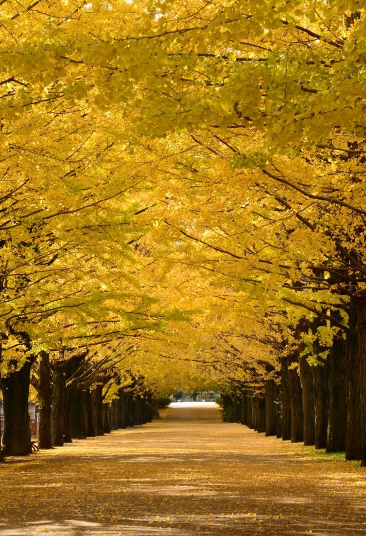 Kunitachi, Tachikawa & environs / Site officiel du tourisme de Tokyo GO ...